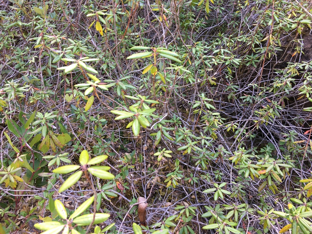Western Labrador Tea from Del Norte County, US-CA, US on April 22, 2021 ...