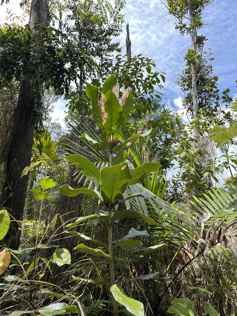 roble colorado from Puerto Rico, Patillas, PR, US on April 22, 2021 at ...