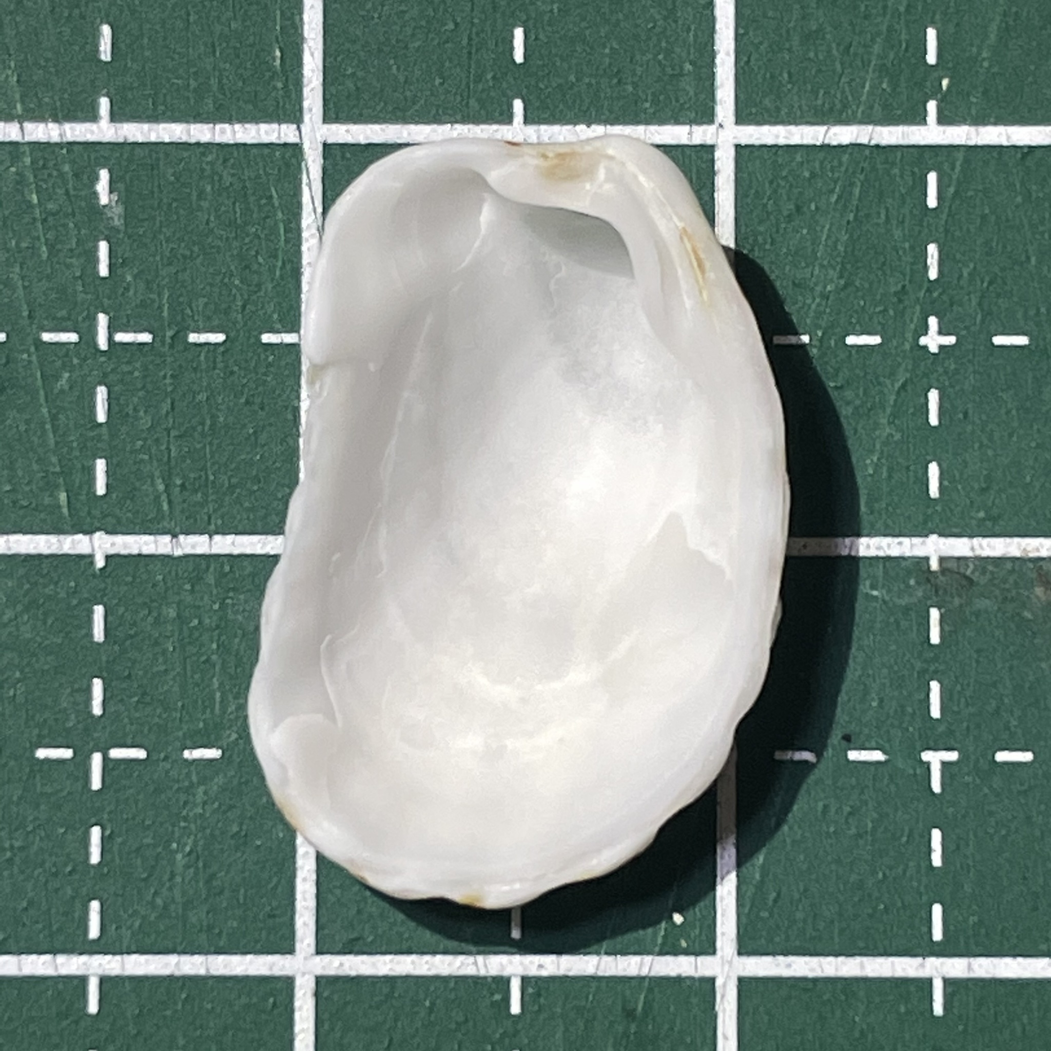 Cardita variegata Bruguière, 1792