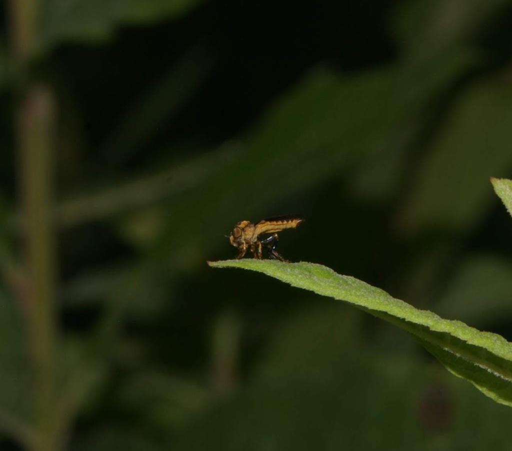 Gnat Ogres from San Pedro, Valle del Cauca, Colombia on January 24 ...