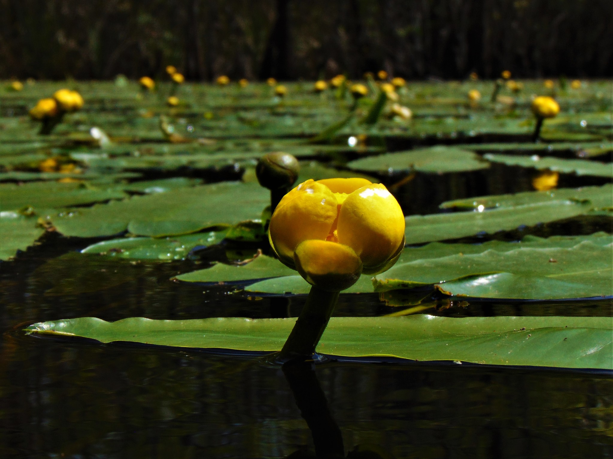 Nuphar sagittifolia (Walter) Pursh