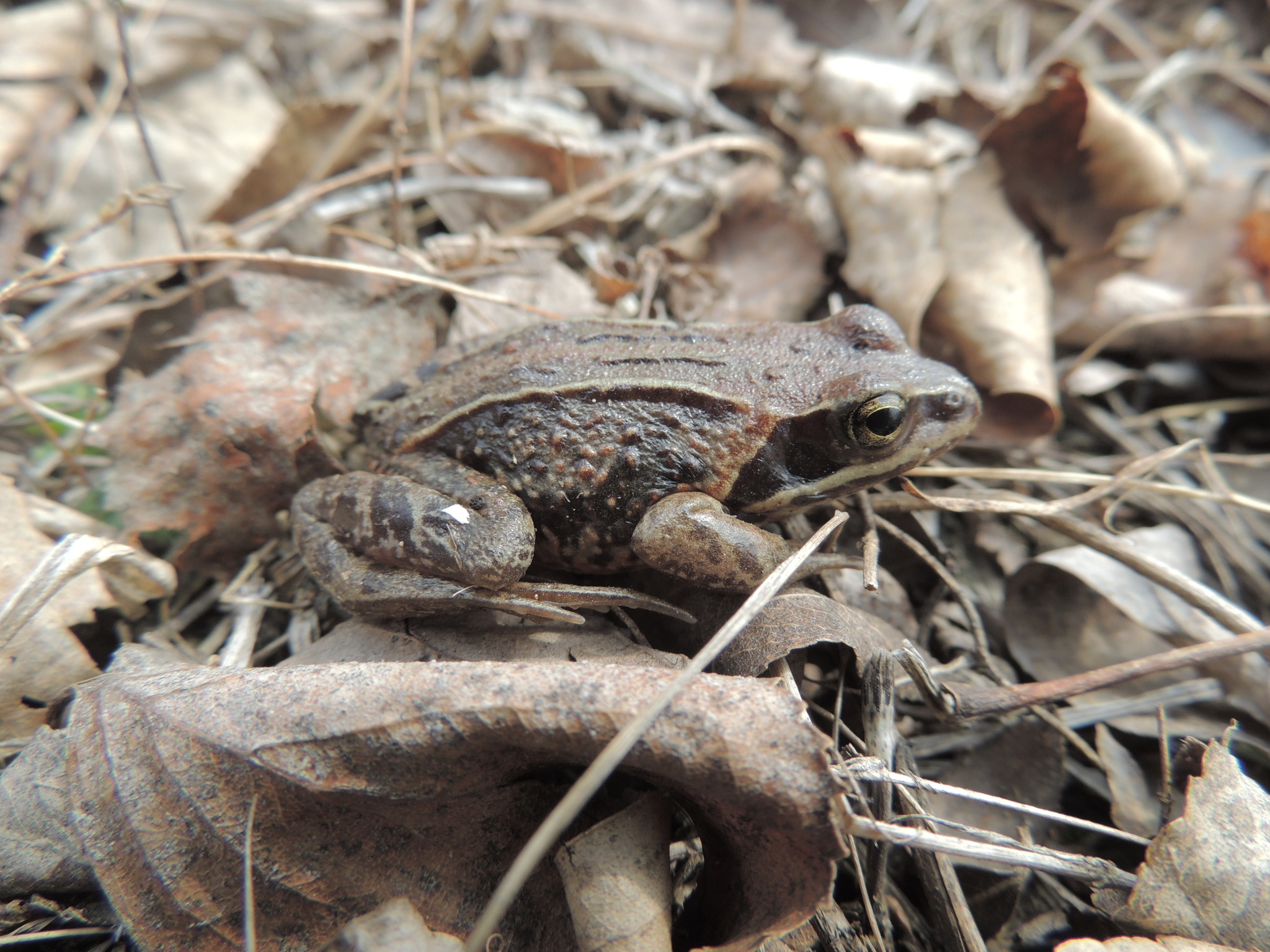 Rana amurensis Boulenger, 1886