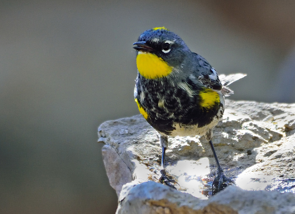 Setophaga Warblers (Setophaga) - Avian Discovery