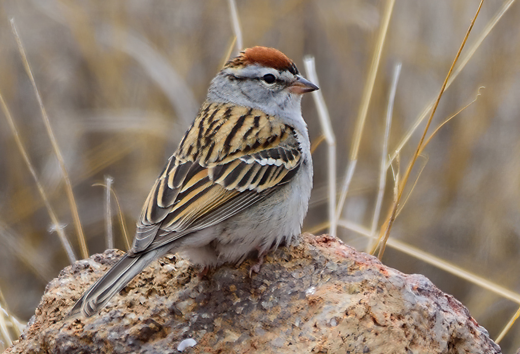 Chipping Sparrow (Fauna of Severson Dells) · iNaturalist