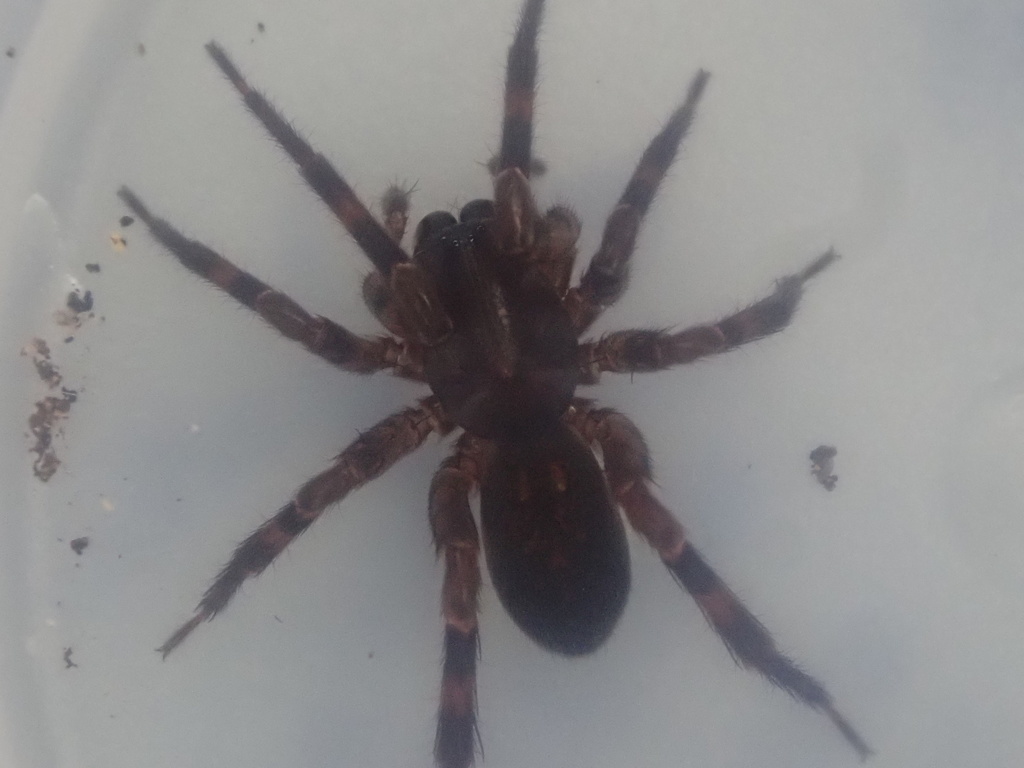 Pakeha stewartia from Southland District, Southland, New Zealand on ...