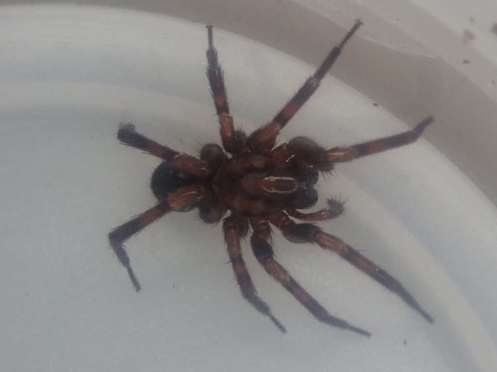 Typical Spiders from Southland District, Southland, New Zealand on ...