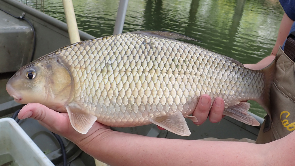 Quillback (Freshwater fish of Florida) · iNaturalist