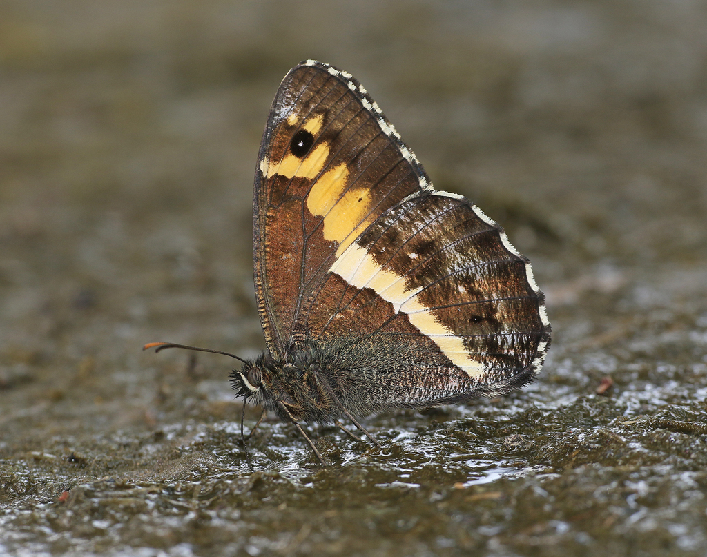 Kullu Common Satyr from Forest Block on August 6, 2015 at 11:31 PM by ...