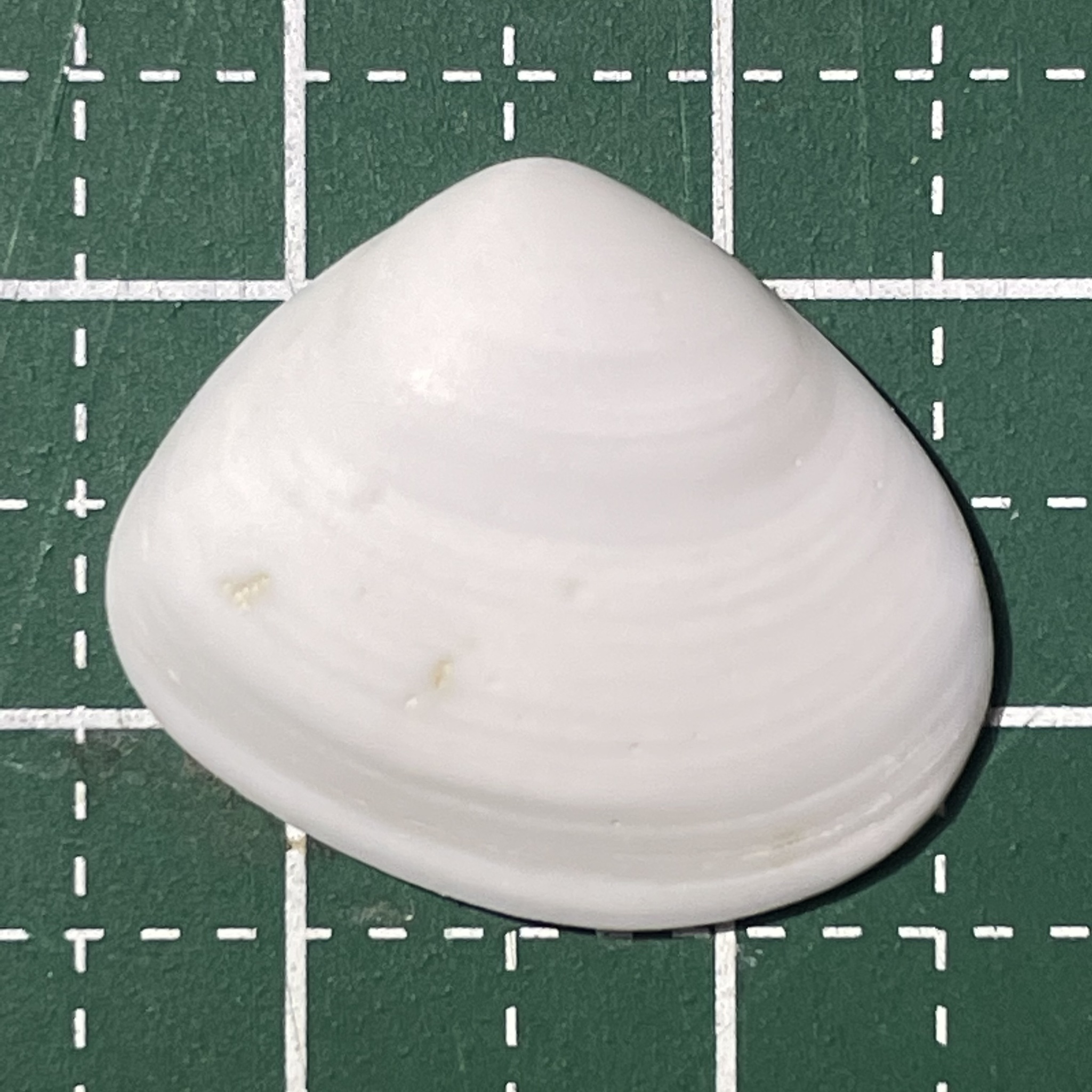 Atactodea striata (Gmelin, 1791)