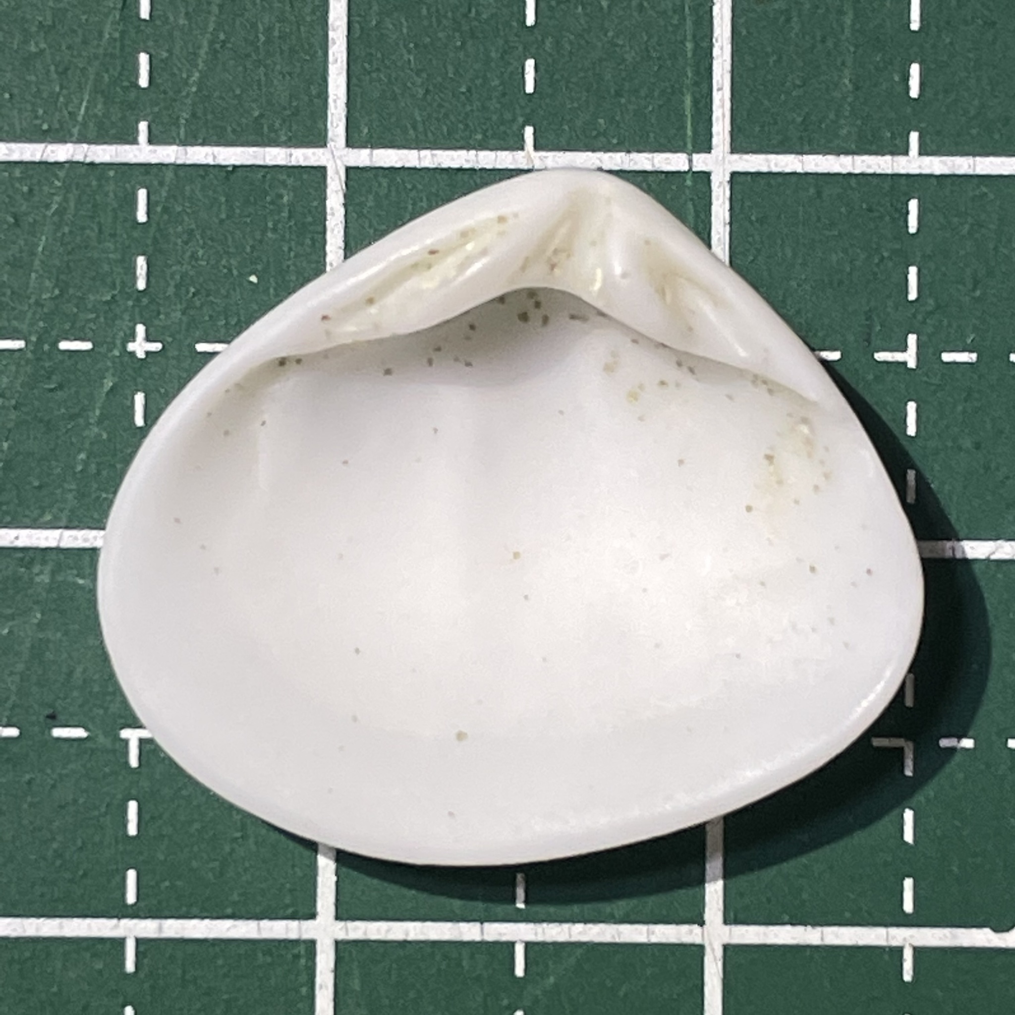 Atactodea striata (Gmelin, 1791)