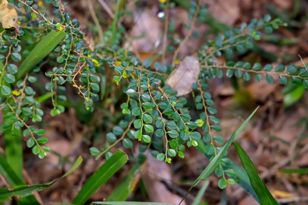 Cockspur Thorn (Maclura cochinchinensis) - Botanical Realm