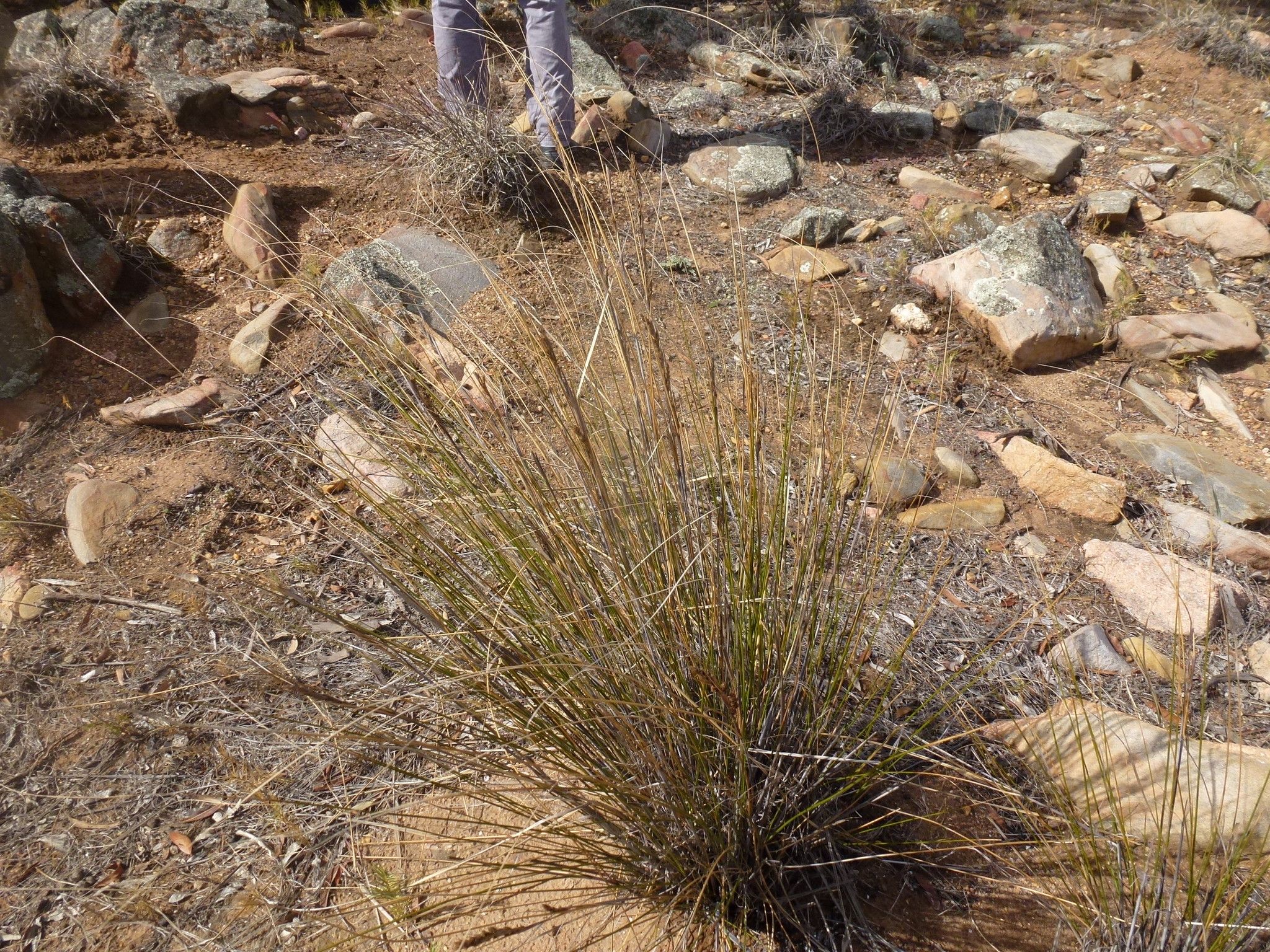 Gahnia filum (Labill.) F.Muell.