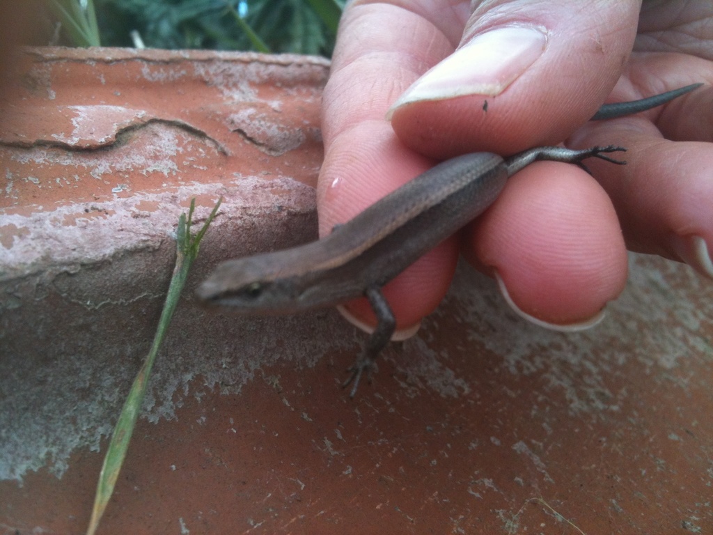 Delicate Garden Skink from Eynesbury, VIC, AU on October 01, 2013 at 03 ...