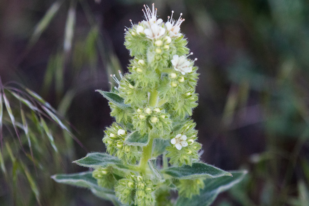 virgate scorpionweed from 395--Mono Lake vista point on June 02, 2017 ...