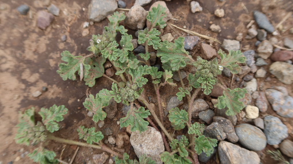 Tarasa tarapacana from Caylloma, Perú on April 10, 2021 at 09:46 AM by ...