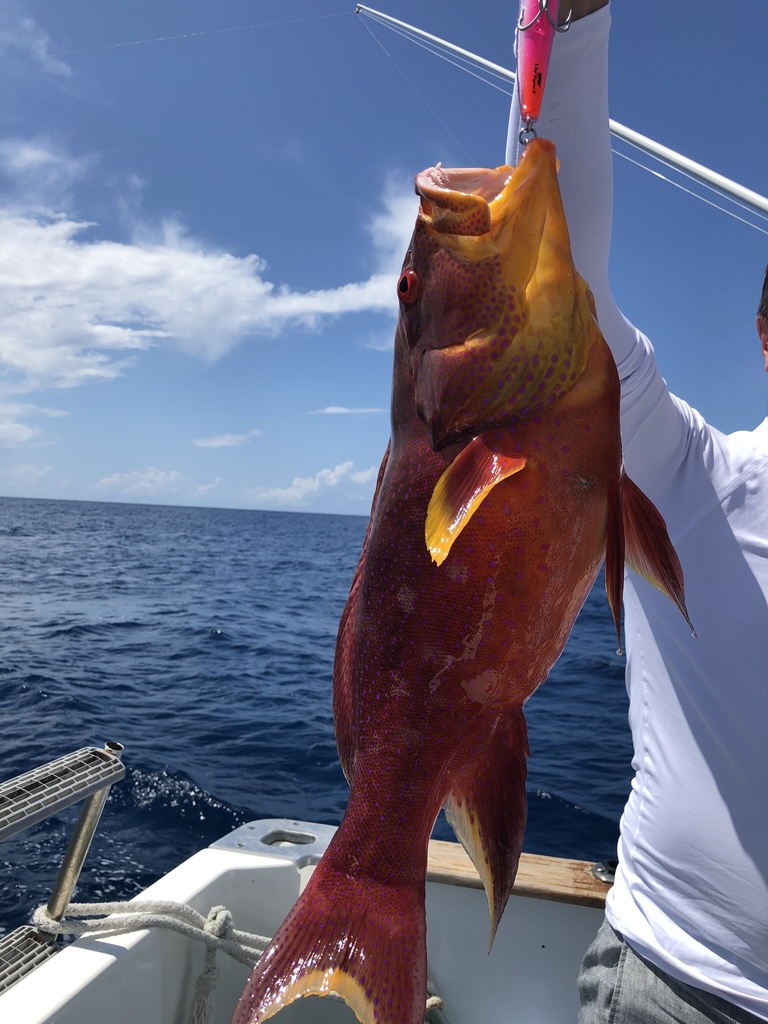 Yellow-edged Lyretail from Indian Ocean, Баа-Атолу, MV on April 23 ...