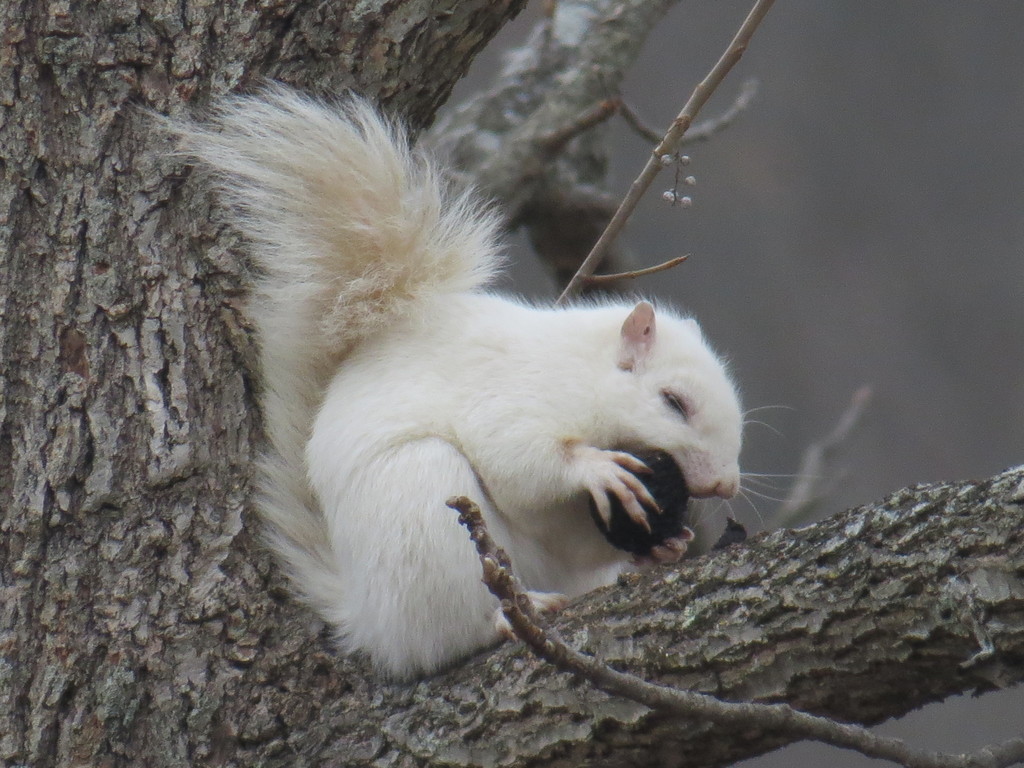 Eastern Gray Squirrel (Sciurus carolinensis) - Know Your Mammals