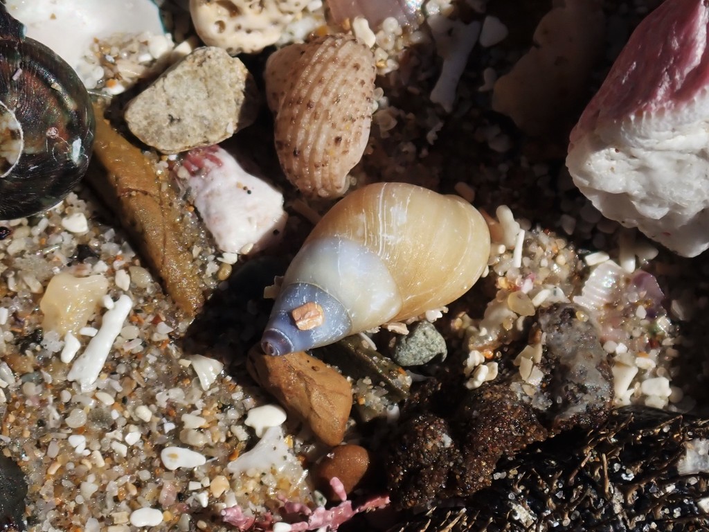yellow-coated clusterwink from Arrawarra NSW 2456, Australia on April ...