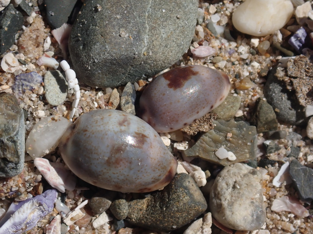 graceful cowrie from Arrawarra NSW 2456, Australia on April 21, 2021 at ...