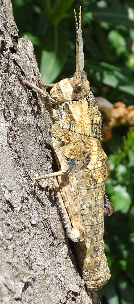 Rain Locust from Klein Windhoek, Windhoek, Namibia on April 23, 2021 at ...