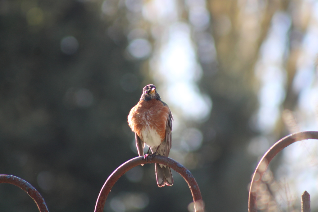 American Robin from Druid Hill Park, Baltimore, MD, USA on April 23 ...