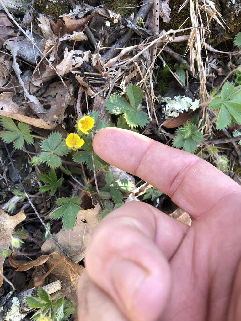 brambles, roses, strawberries, and allies from Nantahala National ...