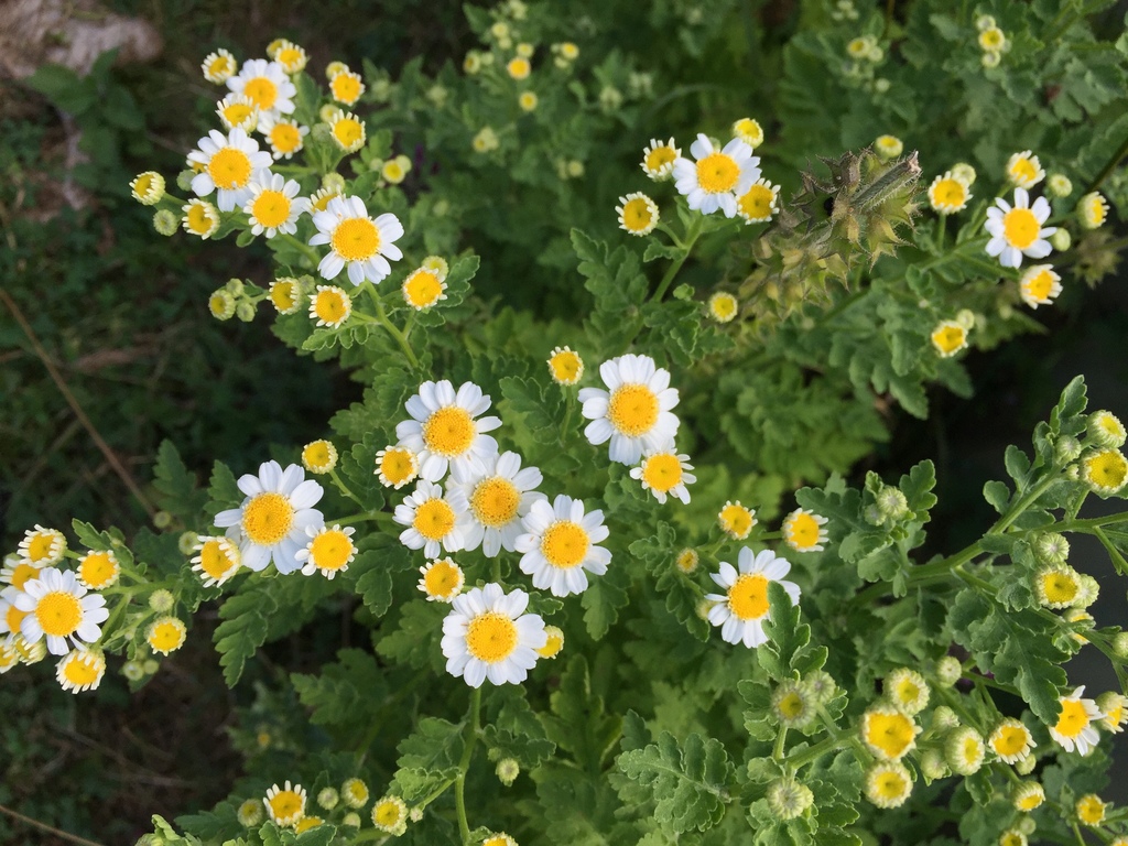 feverfew from 317 Mangorei Road, Merrilands, Taranaki, NZ on December 7 ...