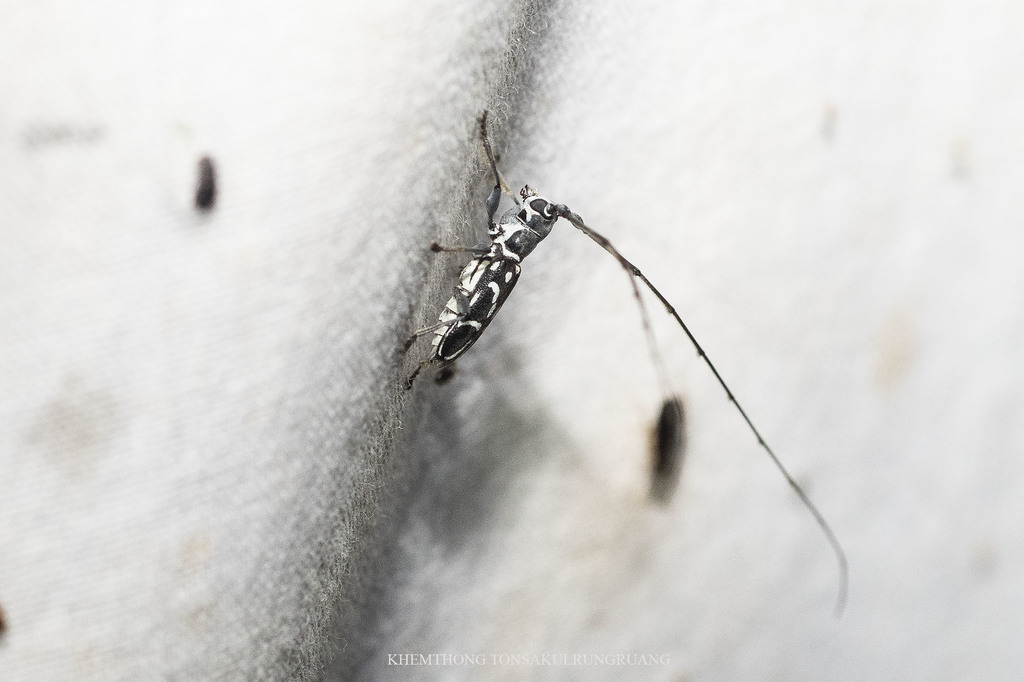 Microlenecamptus signatus from Ban Song Pe Nong, Kaeng Krachan, อำเภอ ...