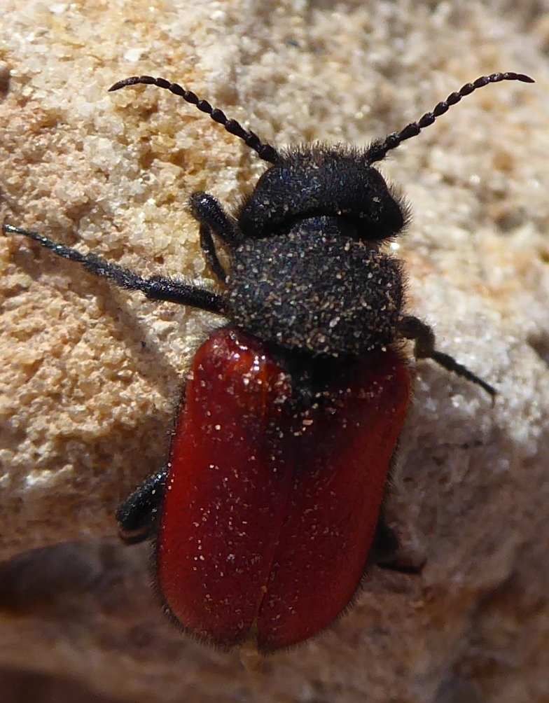 Stansbury's Blister Beetle (Meloid Beetles of the United States ...
