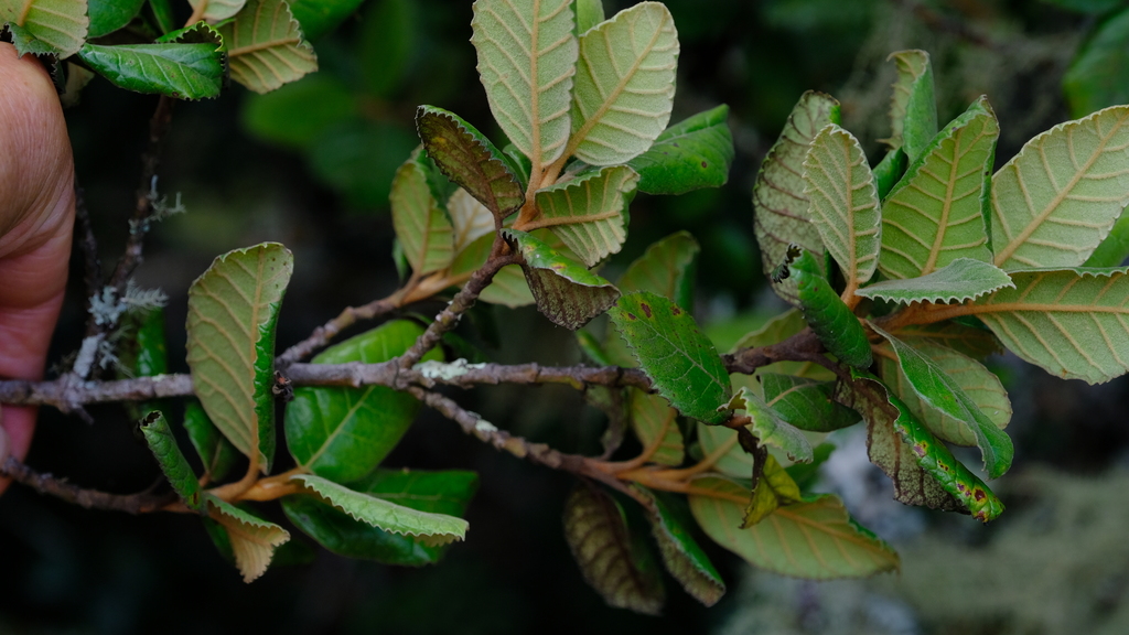 Assegai tree in April 2021 by Nick Helme. weird growth form if this ...