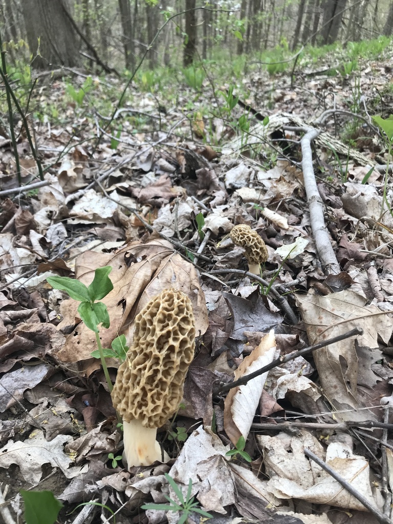 white morel in April 2021 by Brian Hunt. Note: Fully mature and ...