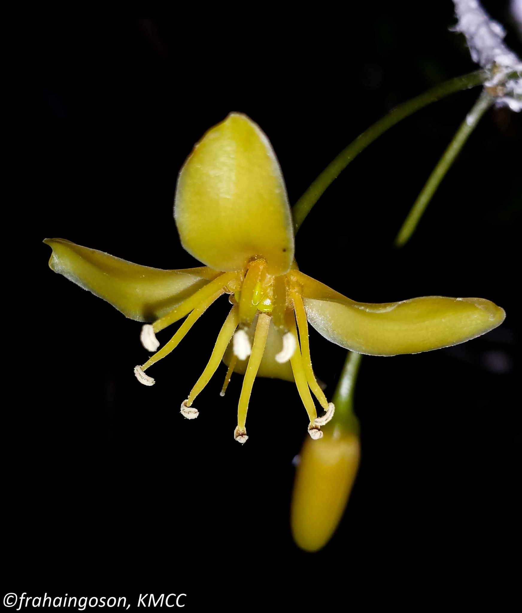 Samadera indica Gaertn.