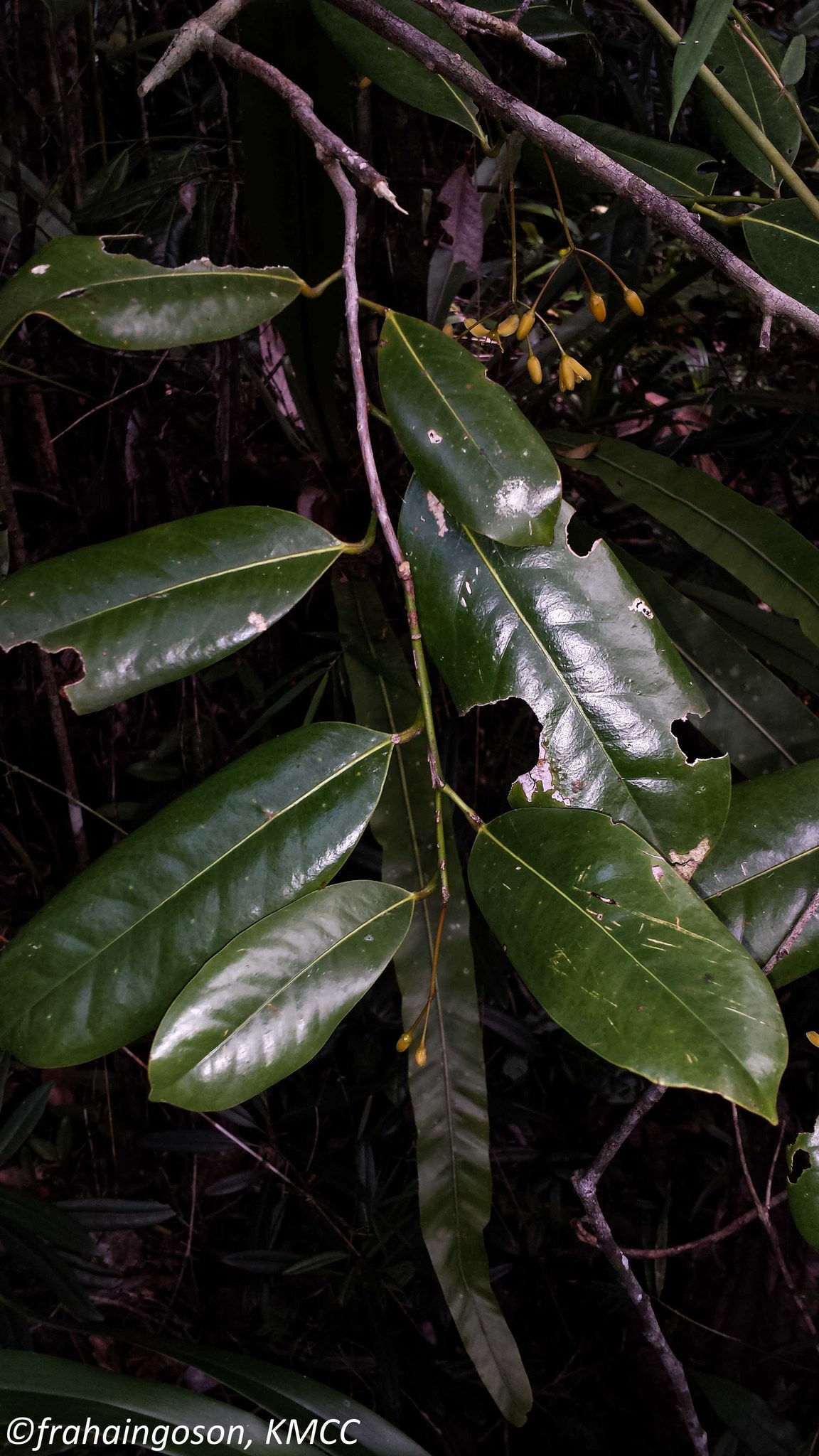 Samadera indica Gaertn.