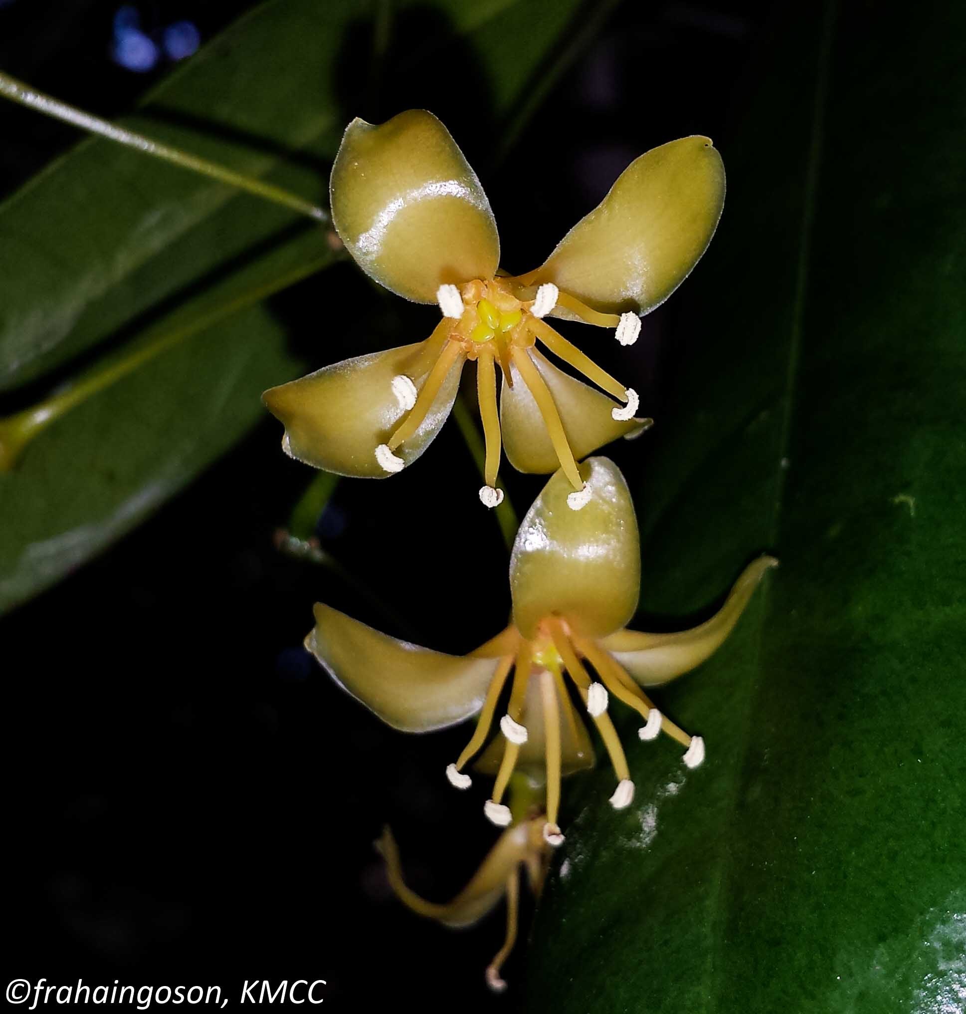 Samadera indica Gaertn.