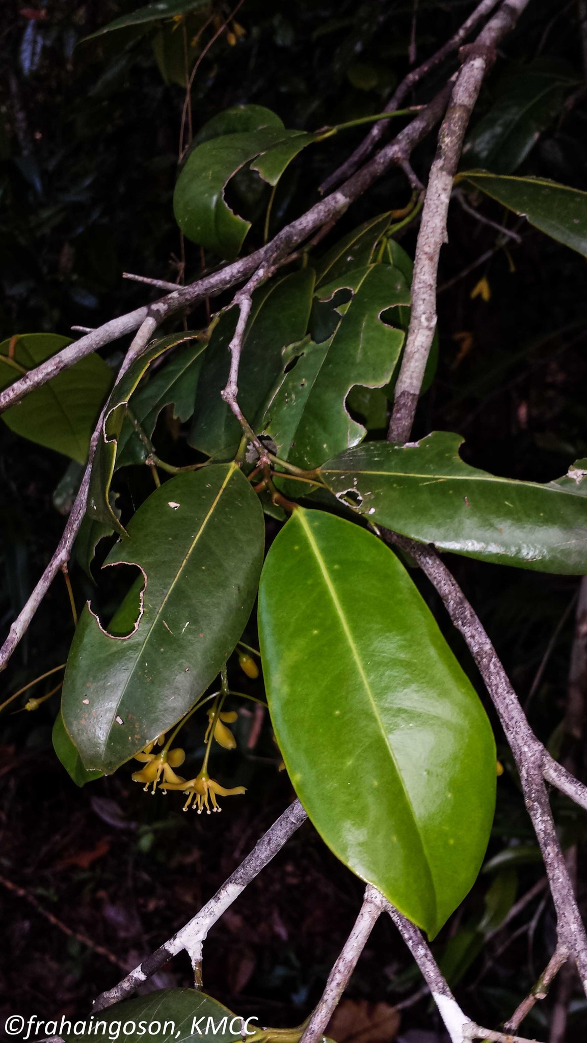 Samadera indica Gaertn.