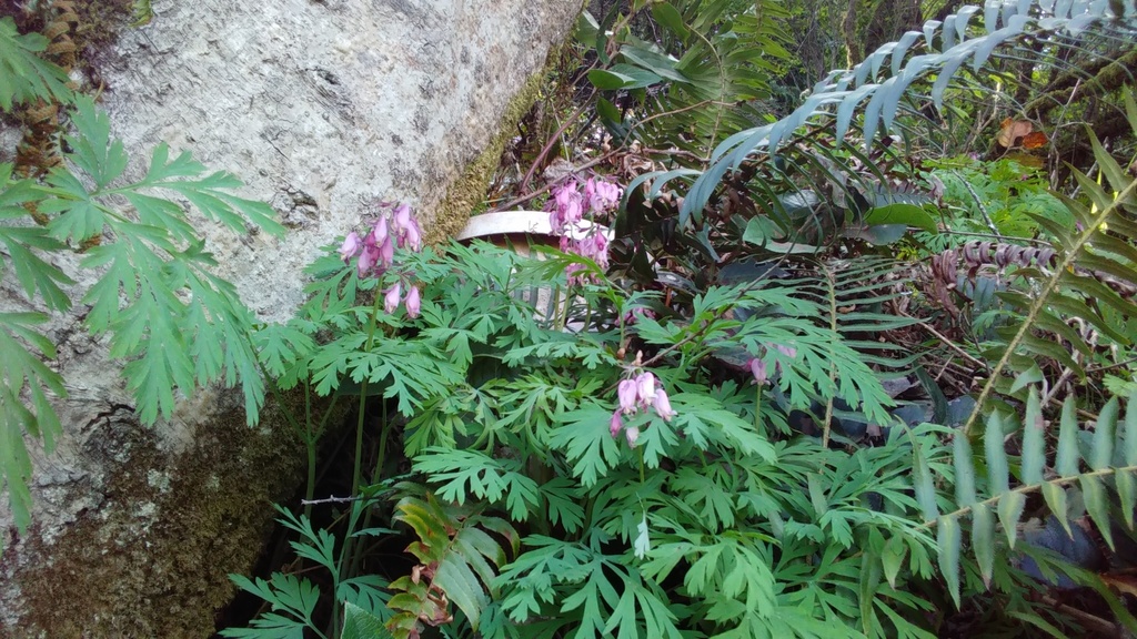 Pacific Bleeding Heart from Port Orford, Oregon, USA on April 22, 2021 ...