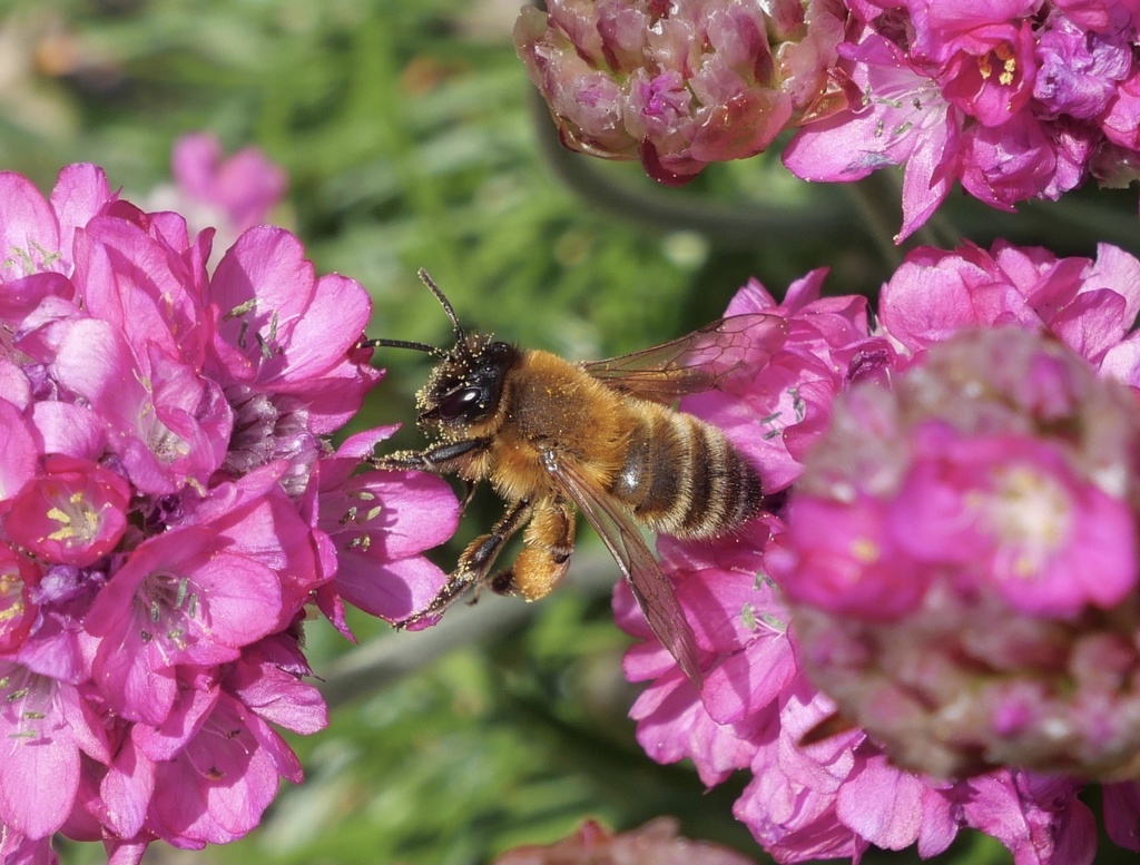 Buffish Mining Bee from A39, Truro, England, GB on April 23, 2021 at 02 ...