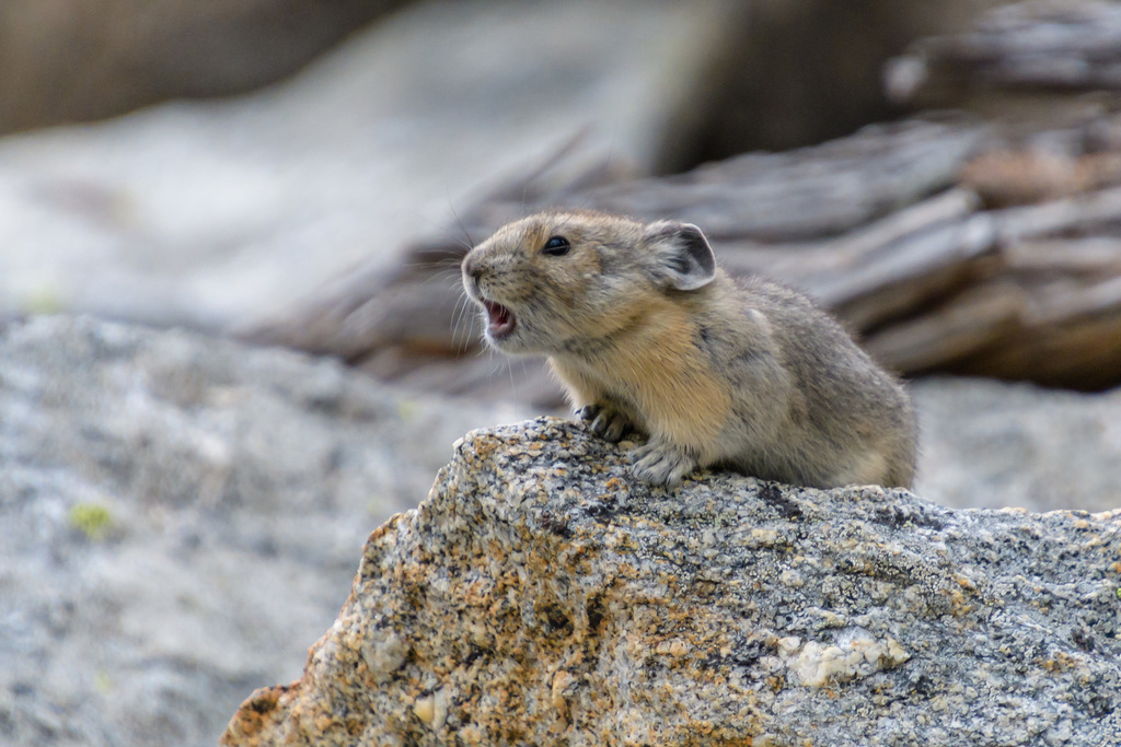 American Pika from Ravalli County, MT, USA on July 31, 2018 at 01:50 PM ...