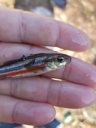 Northern Pearl Dace (SD Fish Passage Guide ) · iNaturalist