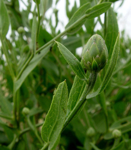 Centaurea polypodiifolia · iNaturalist