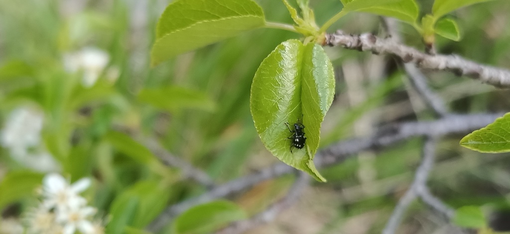 Polydrusus picus from Provincia di Gorizia, Italia on April 23, 2021 at ...
