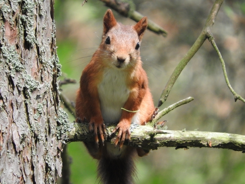 Eurasian Red Squirrel from Sweden - Ã deshÃ¶g on July 9, 2017 at 02:00 ...