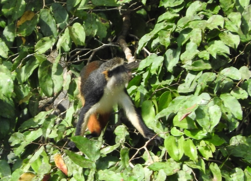 Wolf's Monkey (Cercopithecus wolfi) - Know Your Mammals