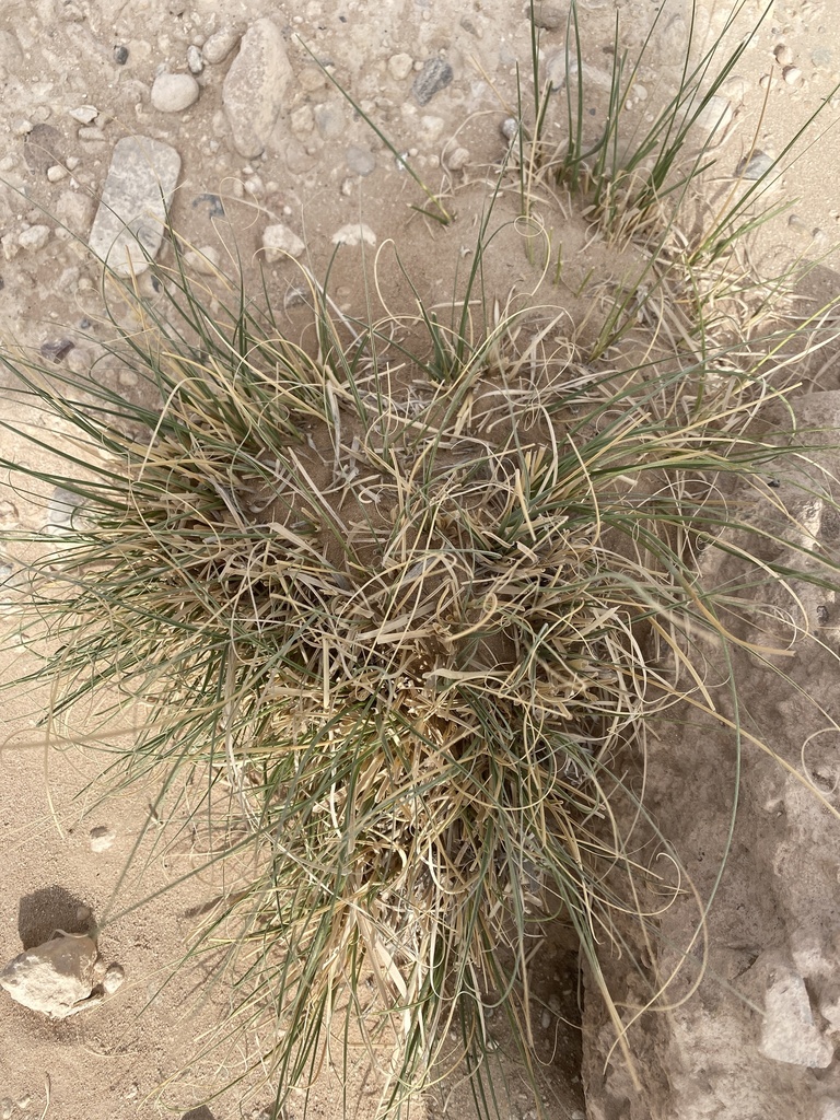 buffalograss from Carlsbad, NM, US on April 16, 2021 at 09:06 AM by ...