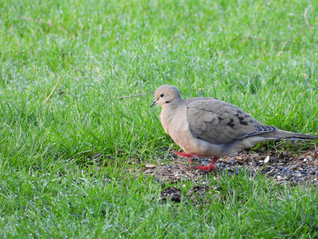 Mourning Dove from Ancaster, Hamilton, ON, Canada on April 19, 2021 at ...