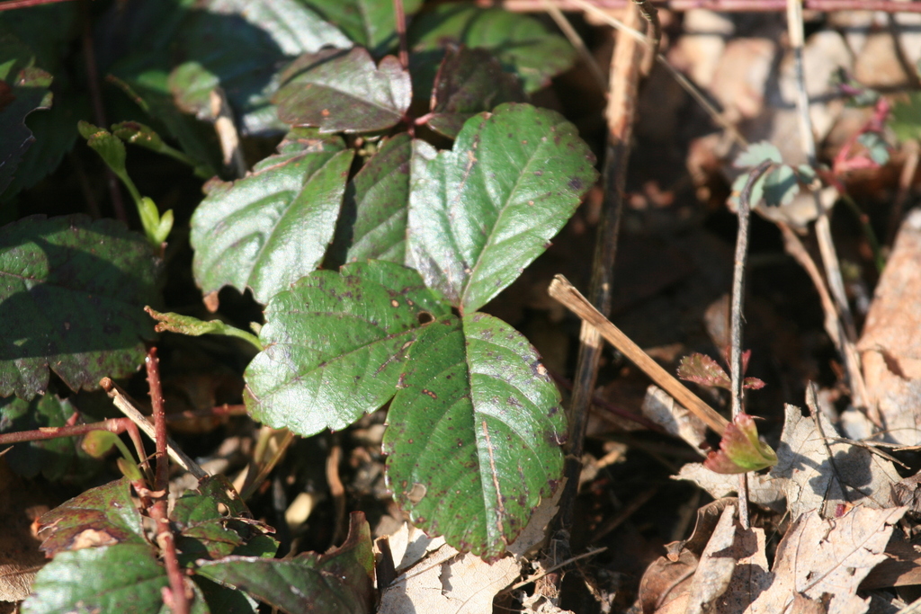 Common Dewberry from Norfolk County, ON, Canada on April 23, 2021 at 10 ...