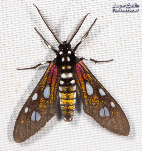 Phaio sylva · iNaturalist