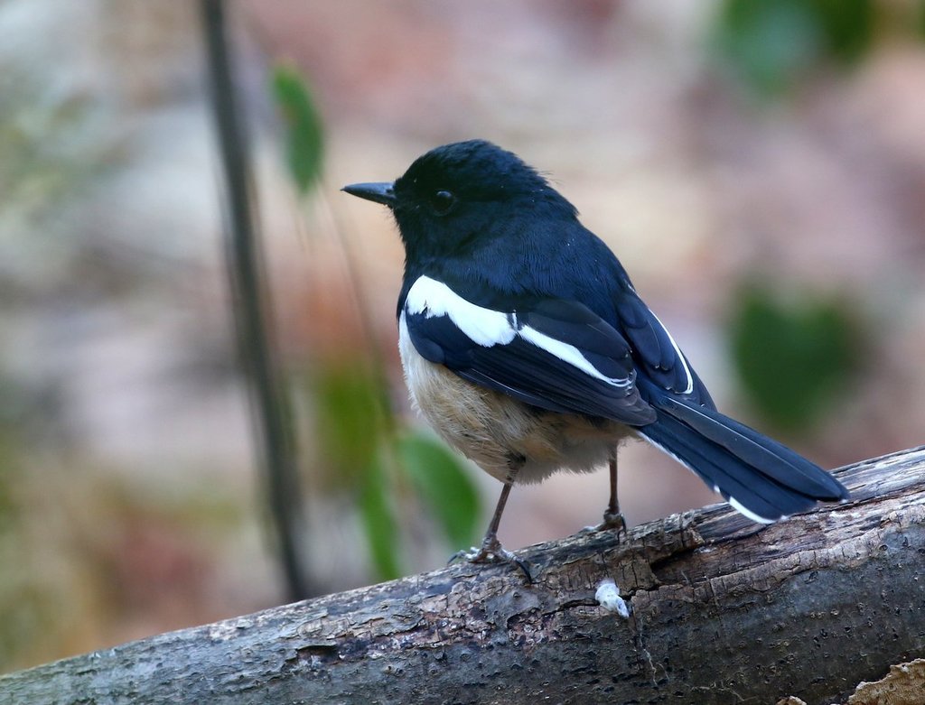 Madagascar Magpie-Robin from Ankarafantsika National Park, Región de ...