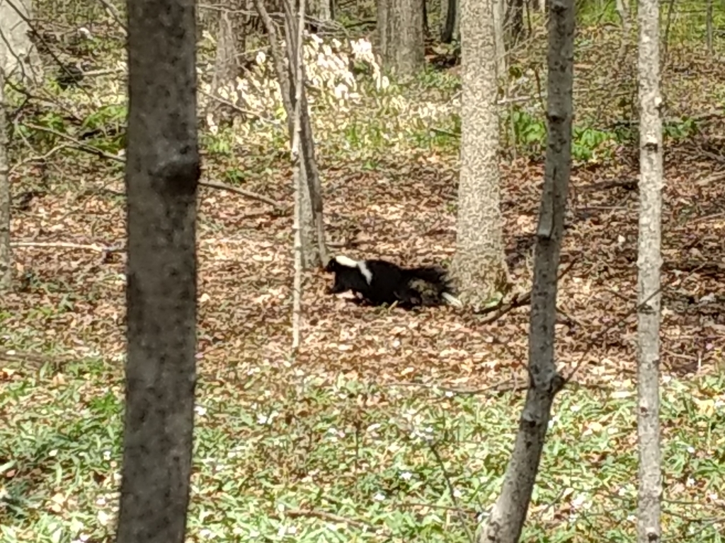 Striped Skunk from Madison Township, IN, USA on April 23, 2021 at 01:57 ...