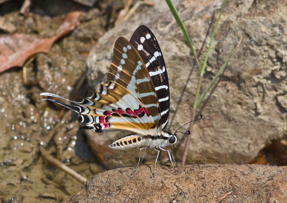 Spot Swordtail (Butterflies of SGNP-Nagla block) · iNaturalist